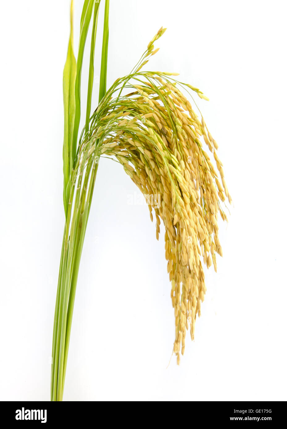 Semences de riz paddy Banque de photographies et d’images à haute ...