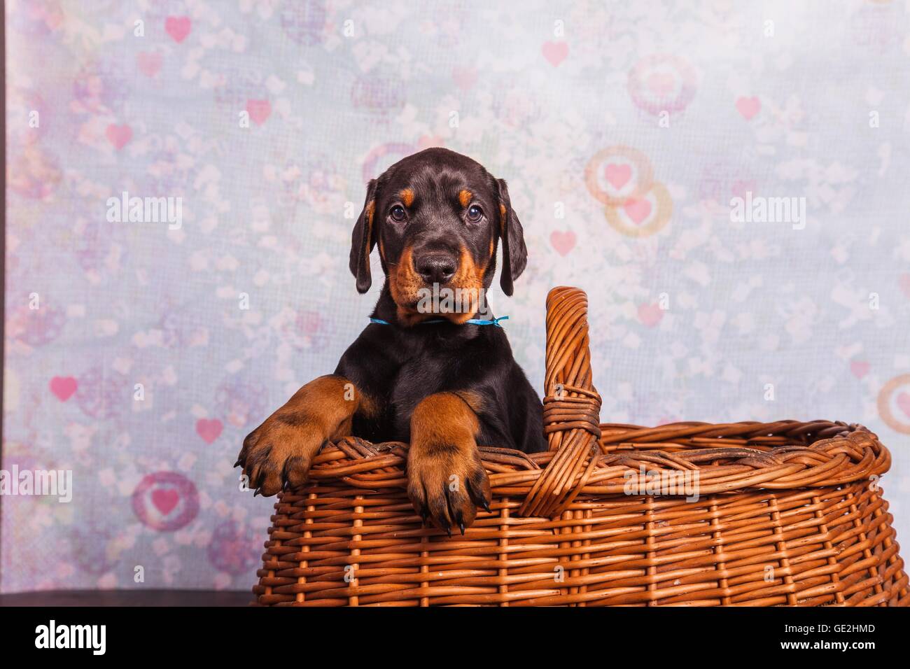 Chiot dobermann Banque de photographies et d’images à haute résolution ...