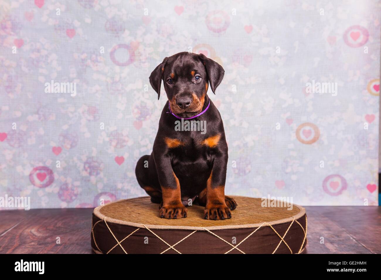 Chiots chiot doberman Banque de photographies et d’images à haute ...