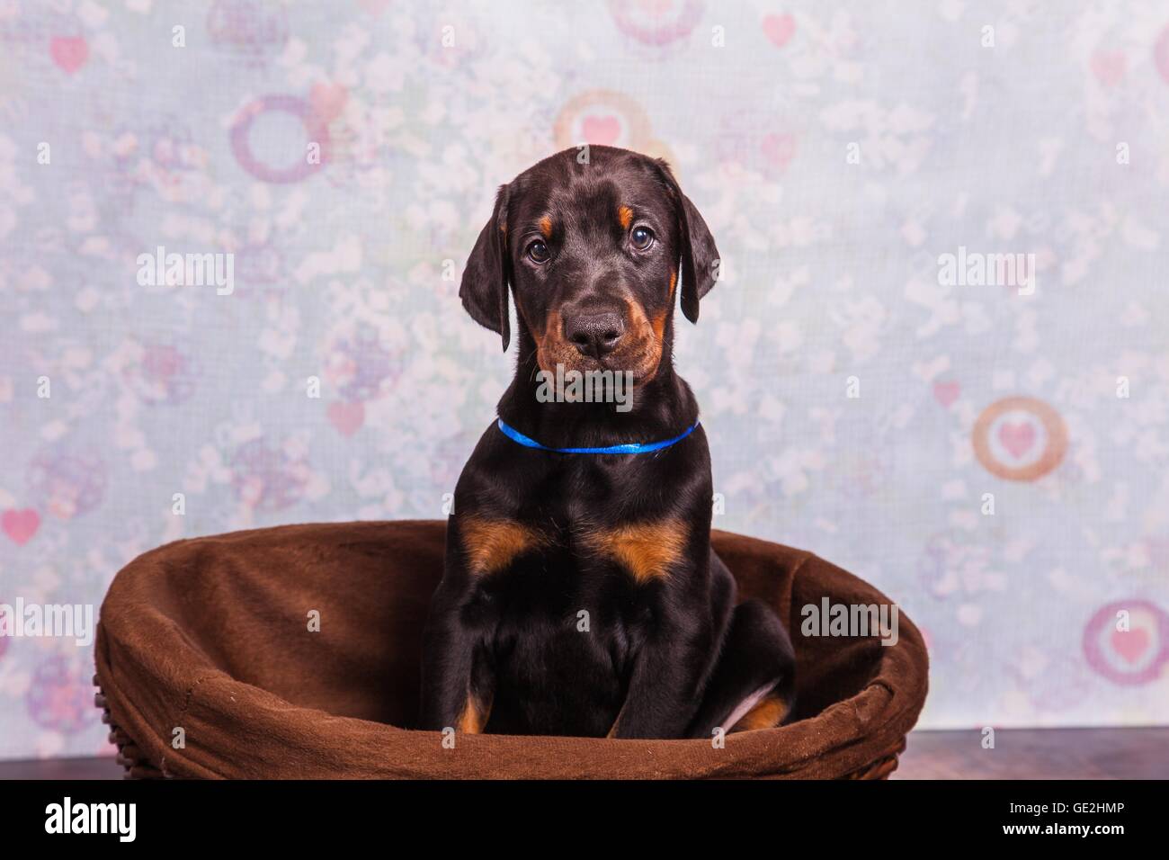 Chiot dobermann Banque de photographies et d’images à haute résolution ...