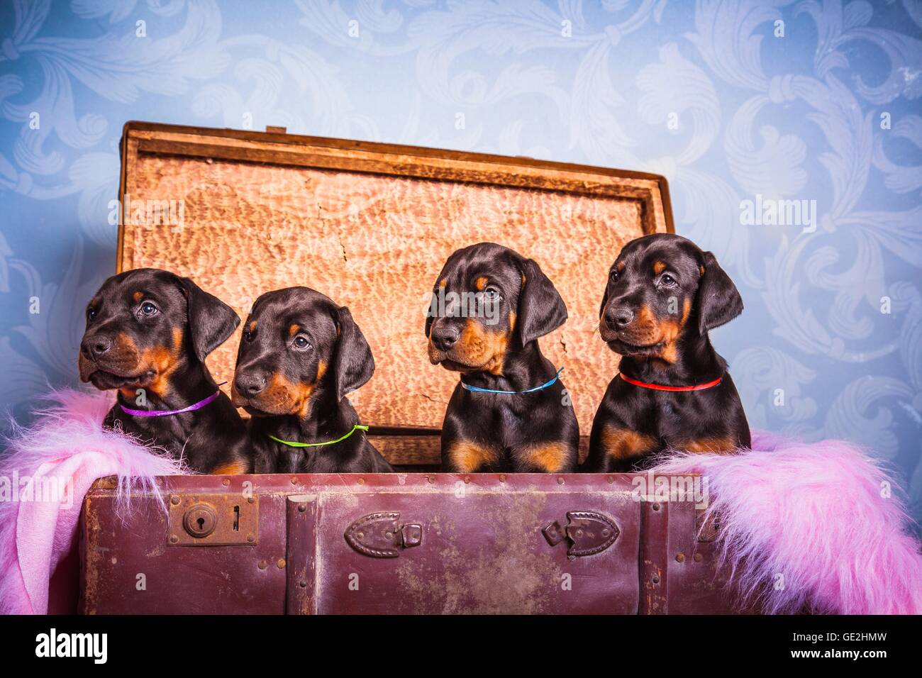 Chiots chiot doberman Banque de photographies et d’images à haute ...