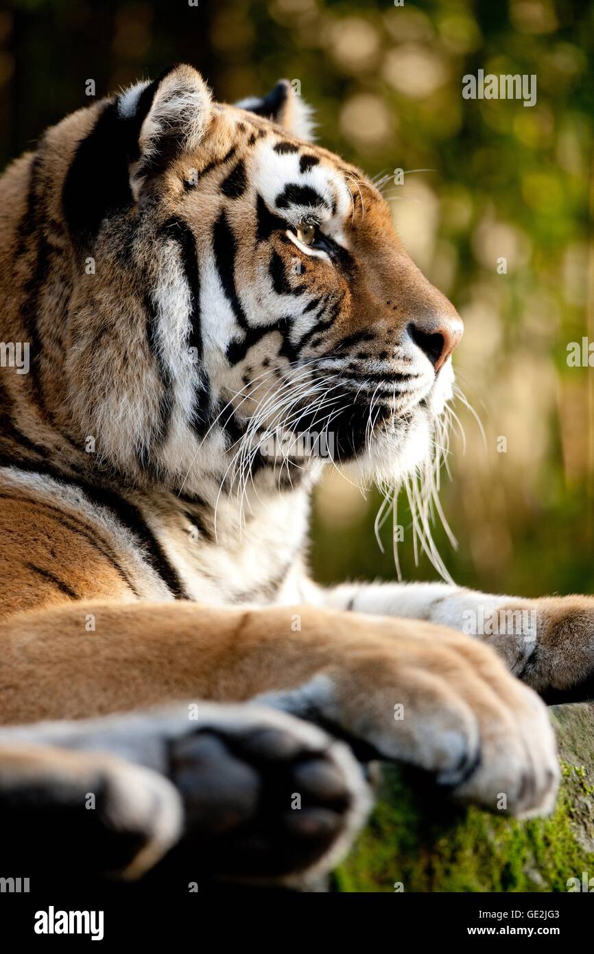 Tigre adulte Banque de photographies et d’images à haute résolution - Alamy