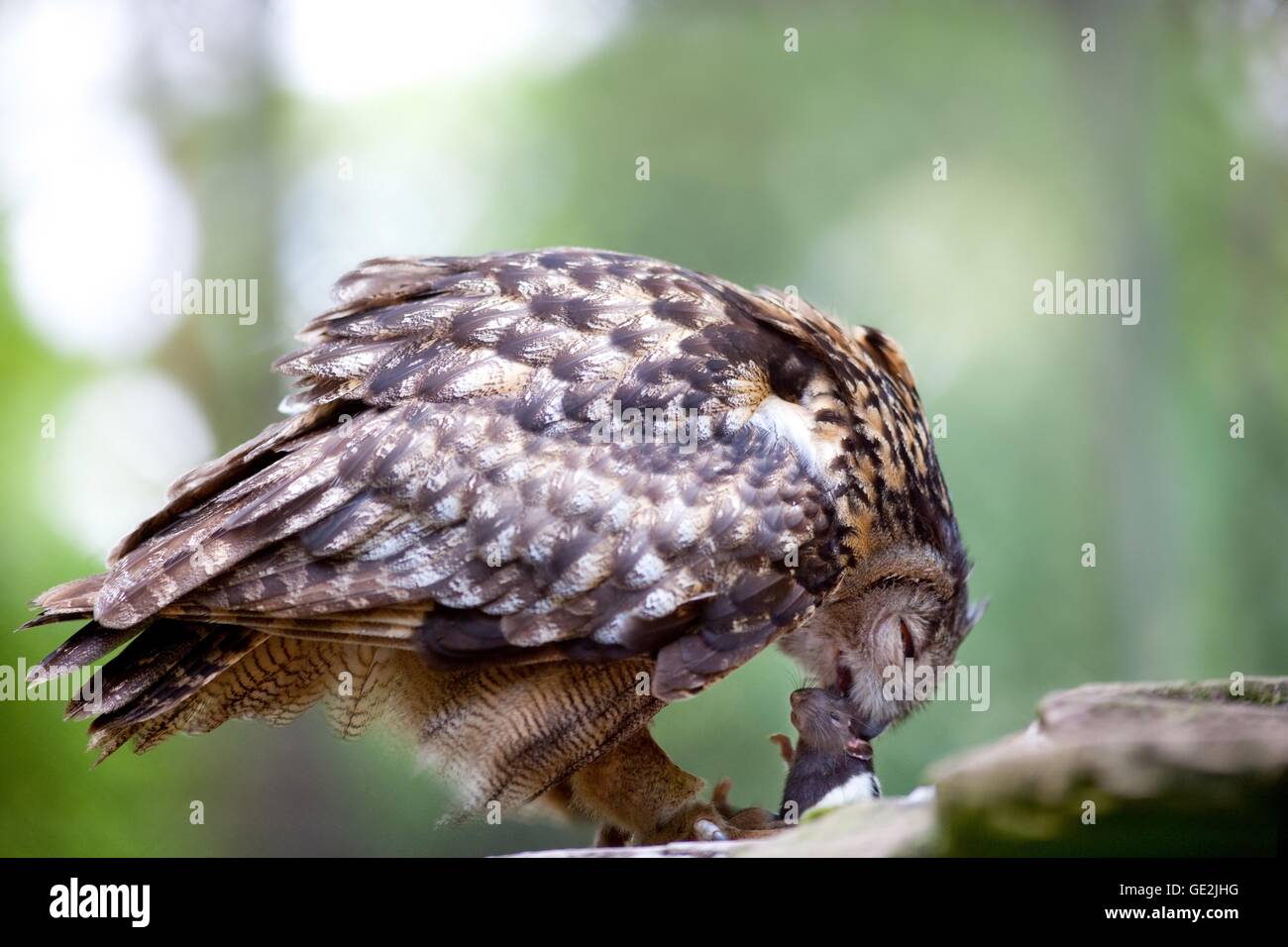Eurasian eagle owl Banque de photographies et d’images à haute ...