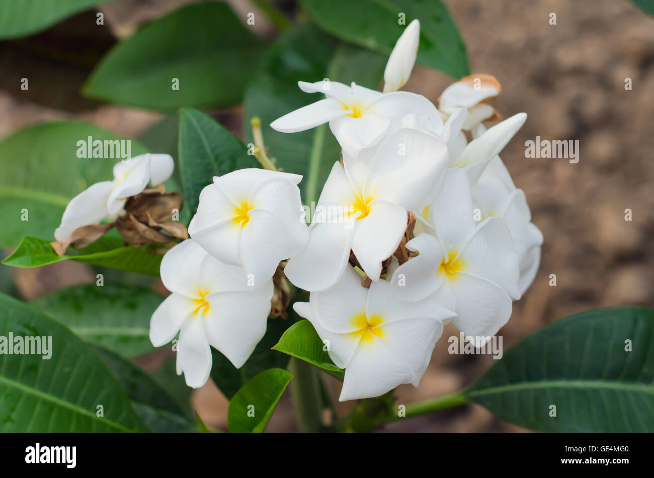 Fleurs sur la Plumeria plumeria arbre (d'autres noms sont frangipani, Apocynaceae, Nerium ...