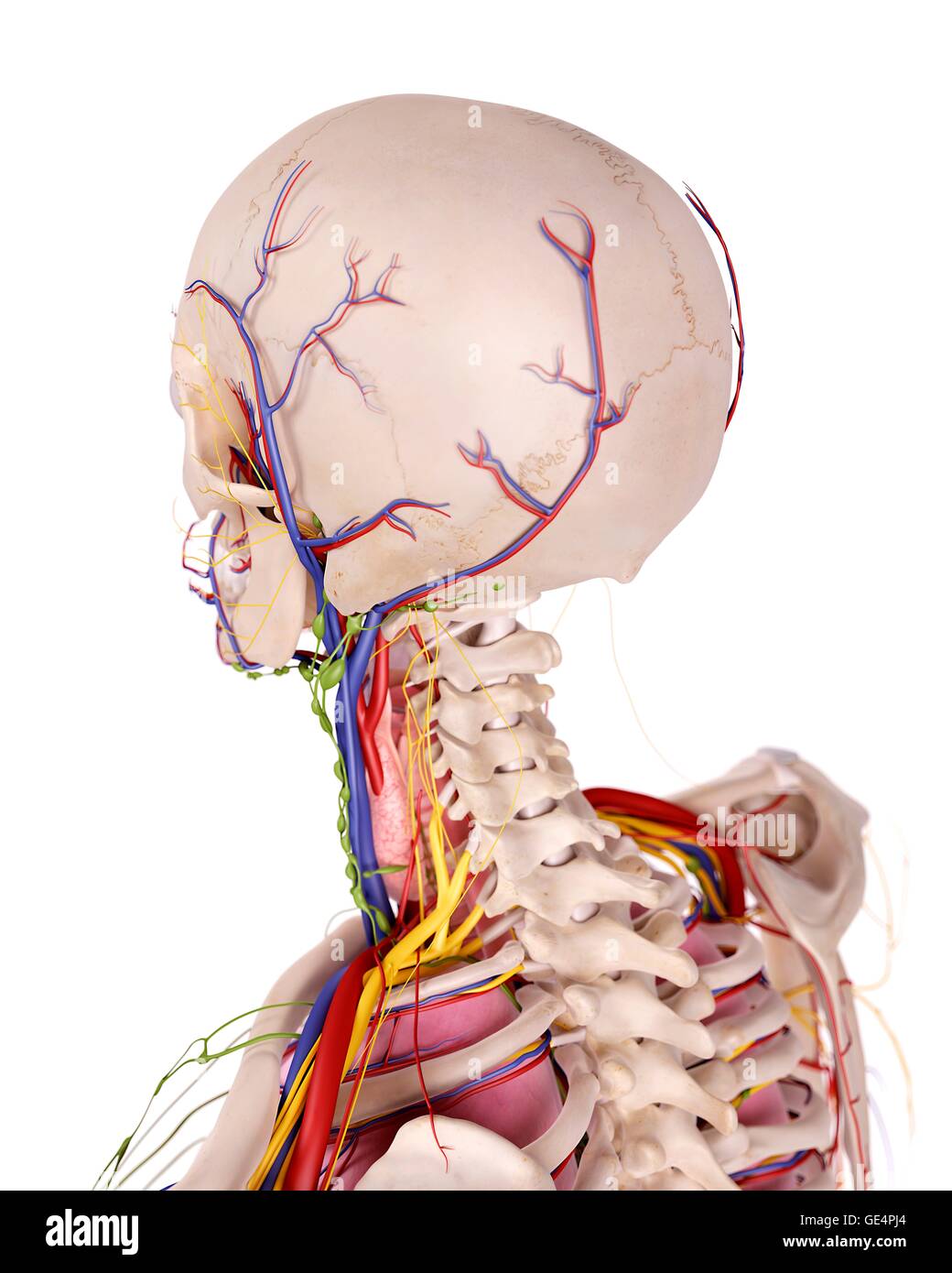 Anatomie tete Banque de photographies et d’images à haute résolution ...