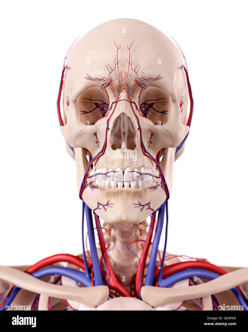 Anatomie tete Banque de photographies et d’images à haute résolution ...