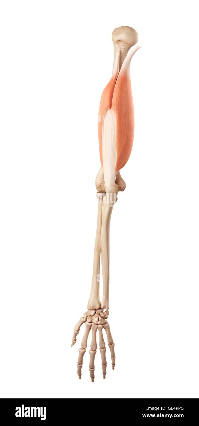 Anatomie 3d muscles bras Banque d'images détourées - Page 2 - Alamy