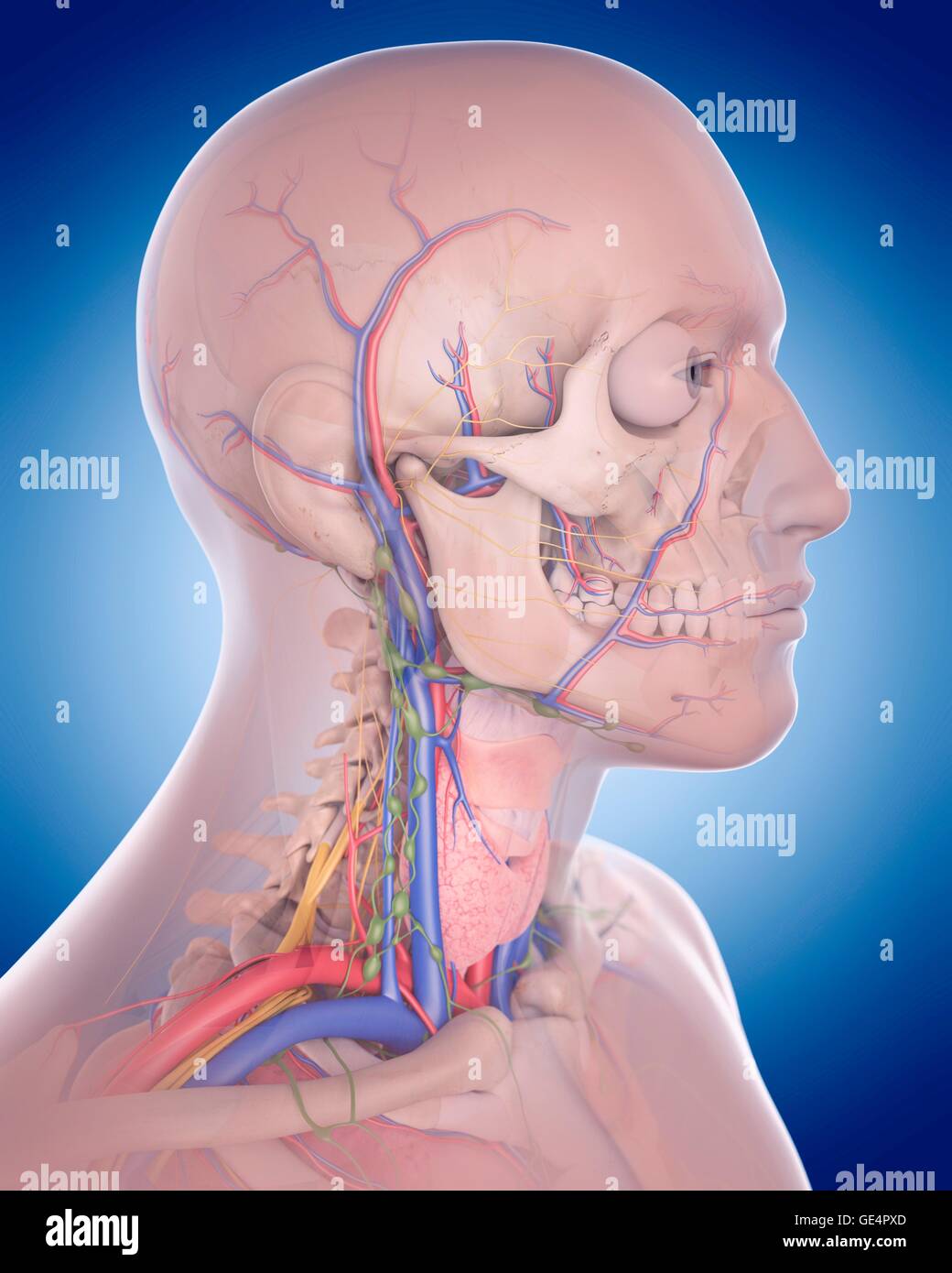 Anatomie du cou humain Banque de photographies et d’images à haute ...