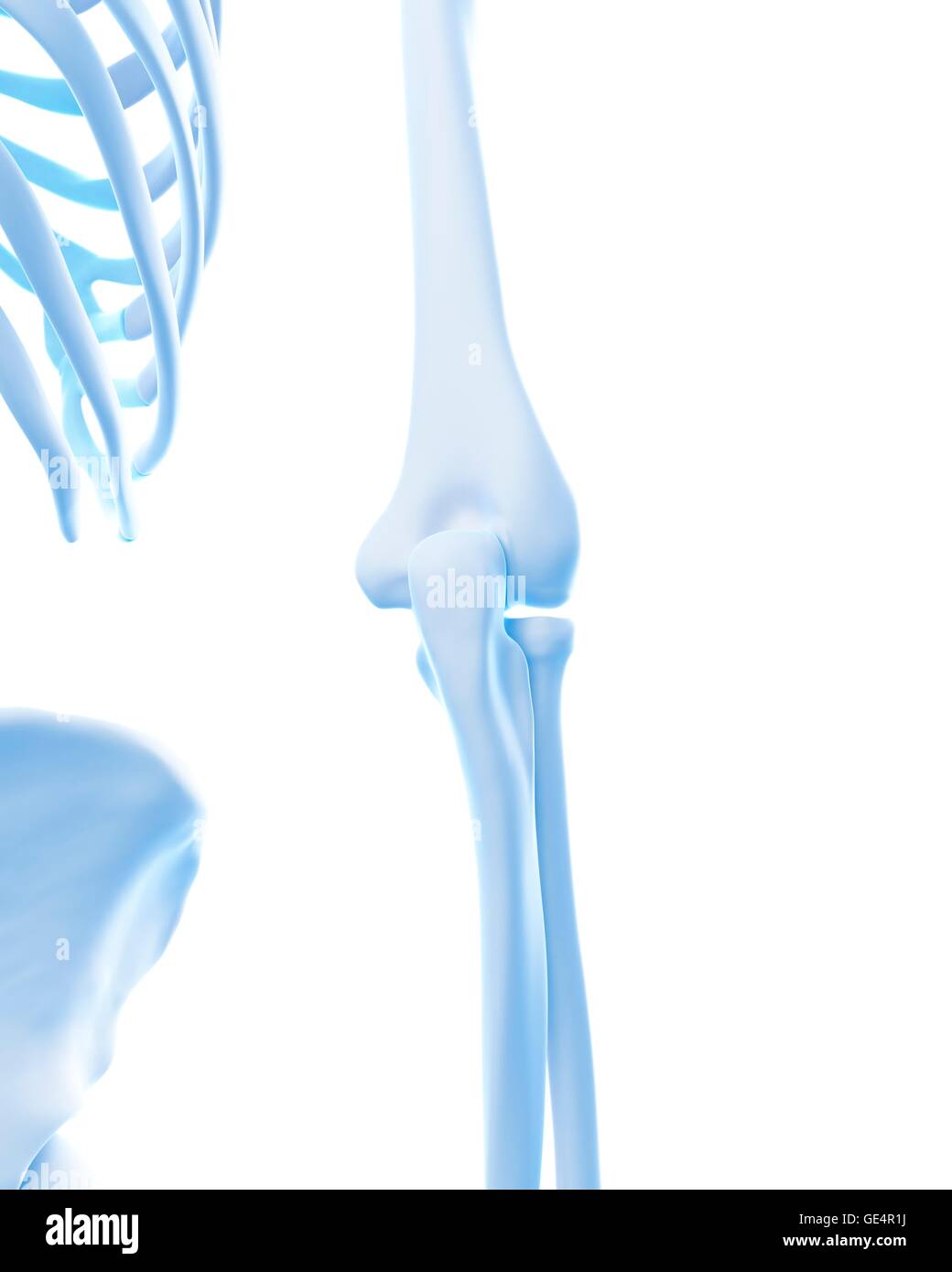 Os De Bras Humain Banque d'image et photos - Alamy