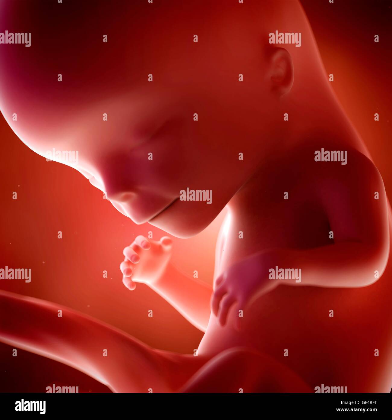 Foetus humain l'âge de 12 semaines, de l'illustration Photo Stock - Alamy
