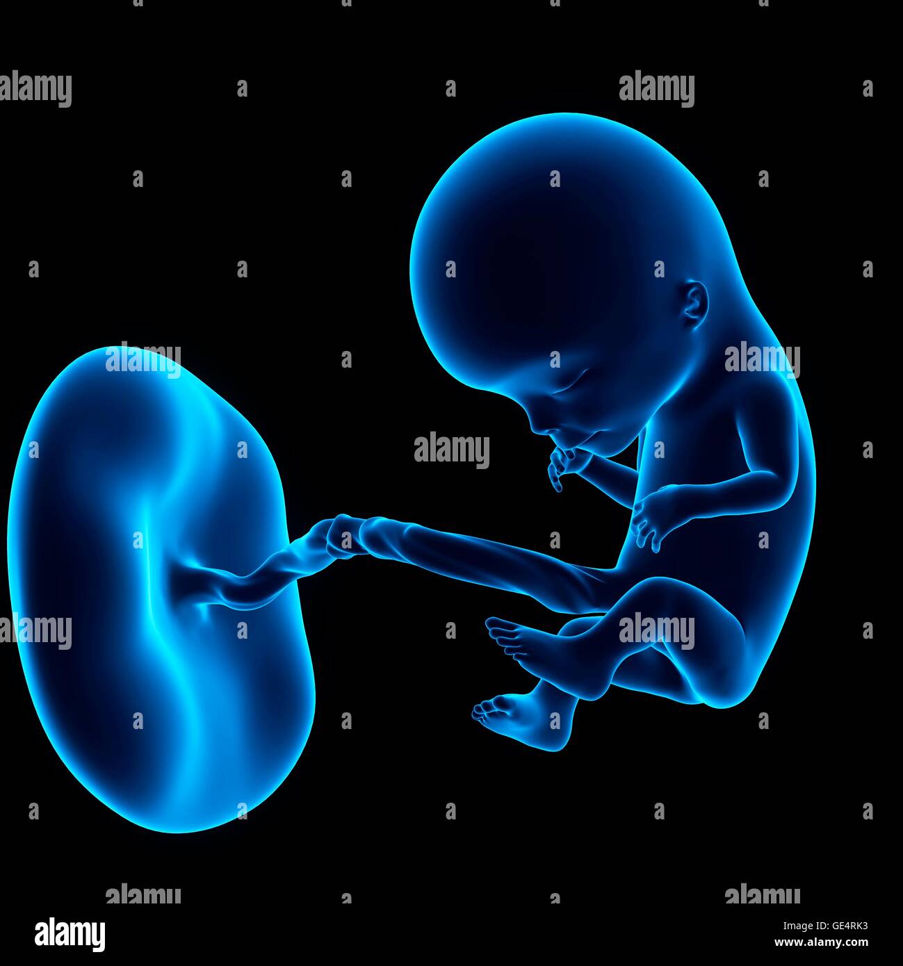 Fetus 12 weeks Banque de photographies et d’images à haute résolution ...
