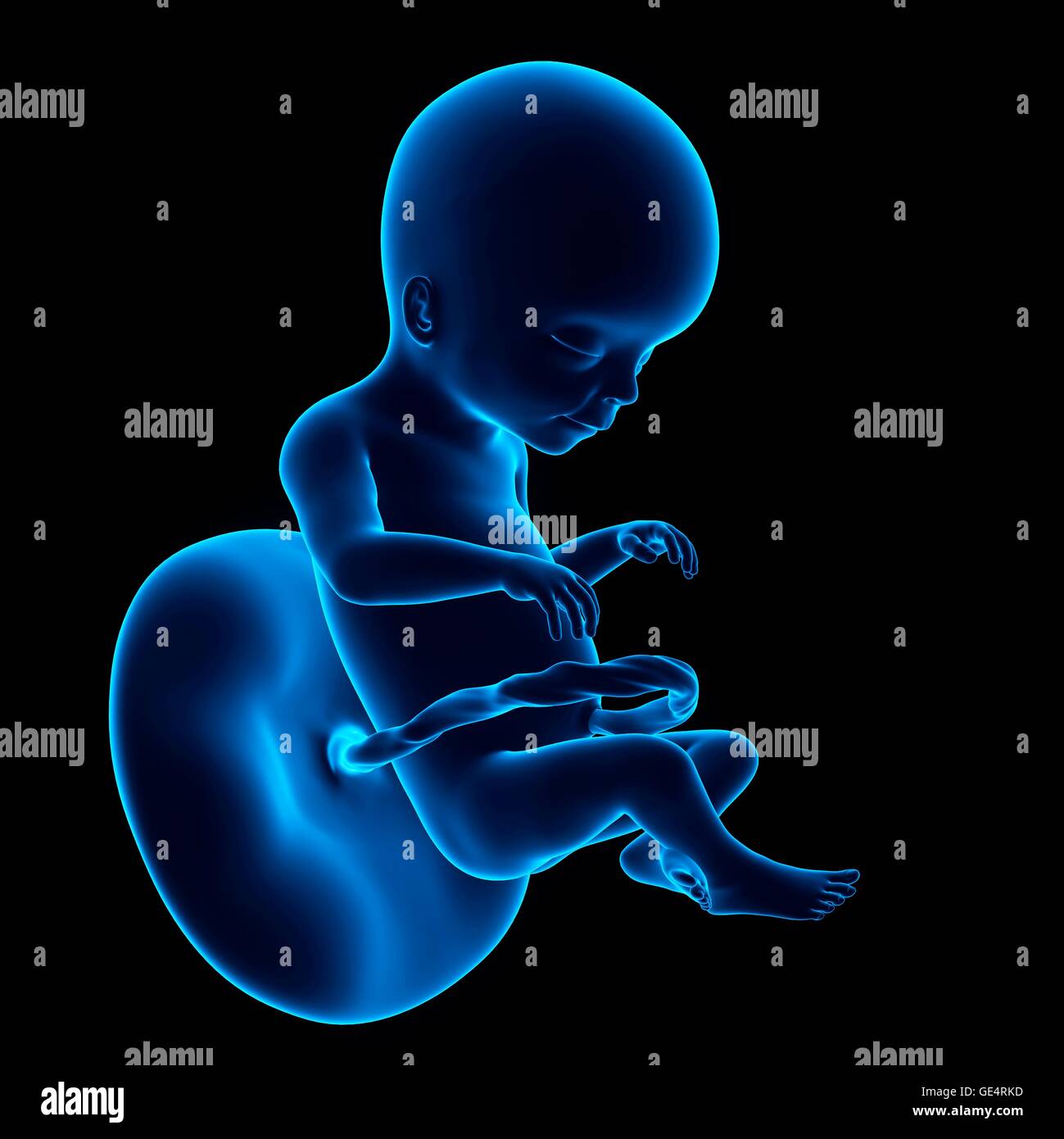 Få“tus humain 20 semaines Banque de photographies et d’images à haute ...