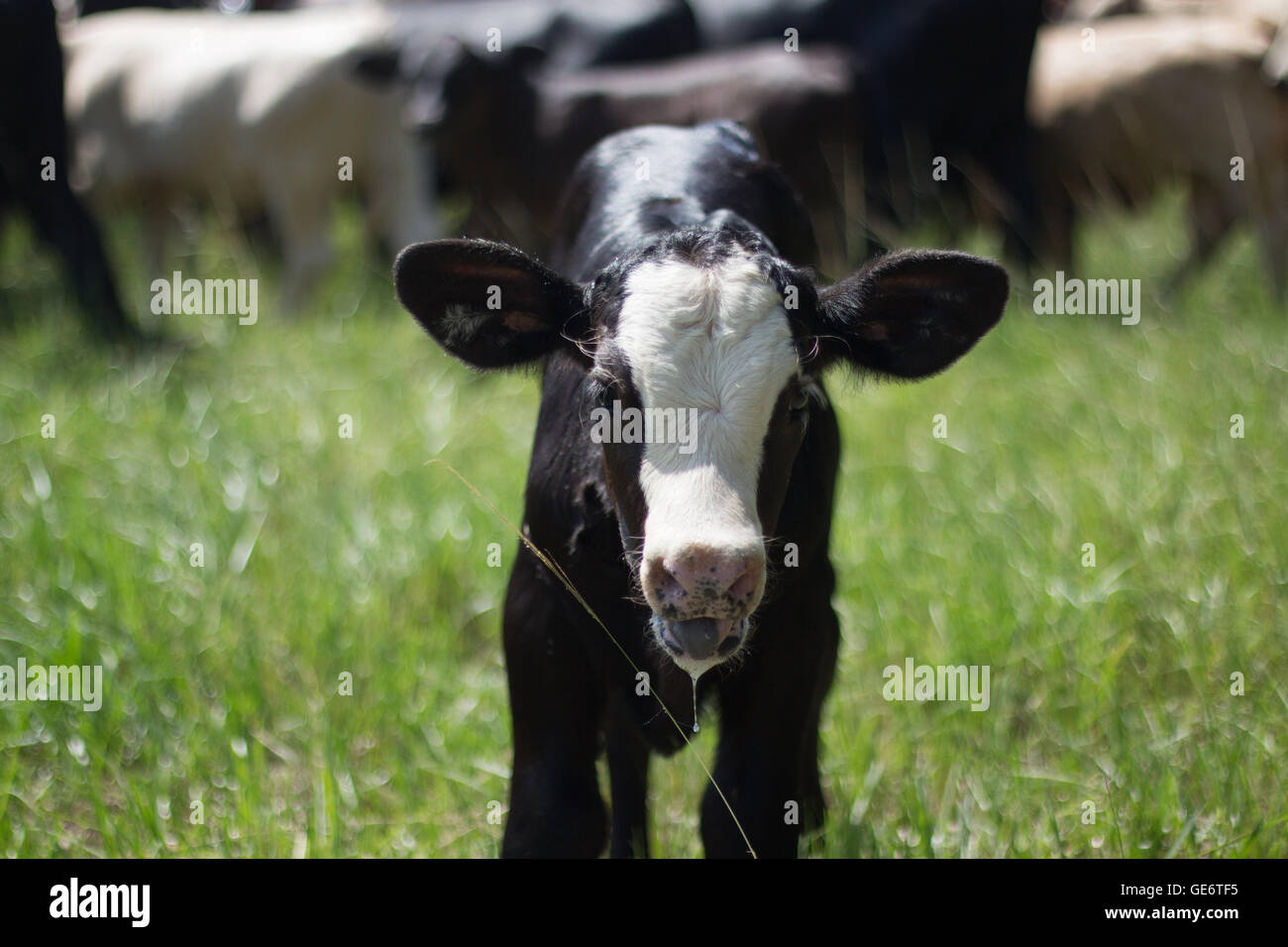 Veau veau Banque de photographies et d’images à haute résolution - Alamy
