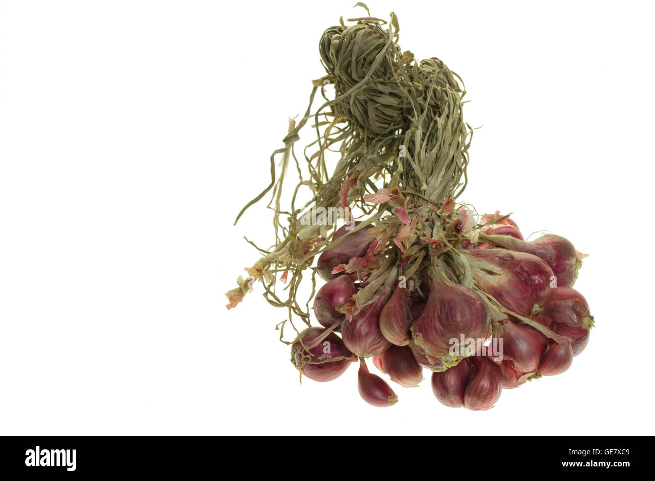 Allium ascalonicum Banque de photographies et d’images à haute ...