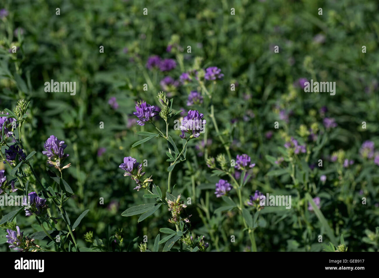 Fleur de luzerne Banque de photographies et d’images à haute résolution ...