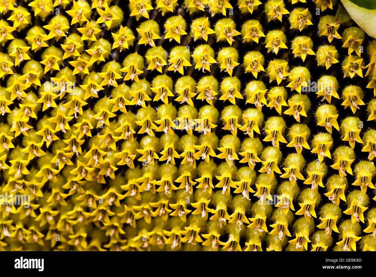 Corolle de fleurs Banque de photographies et d’images à haute ...