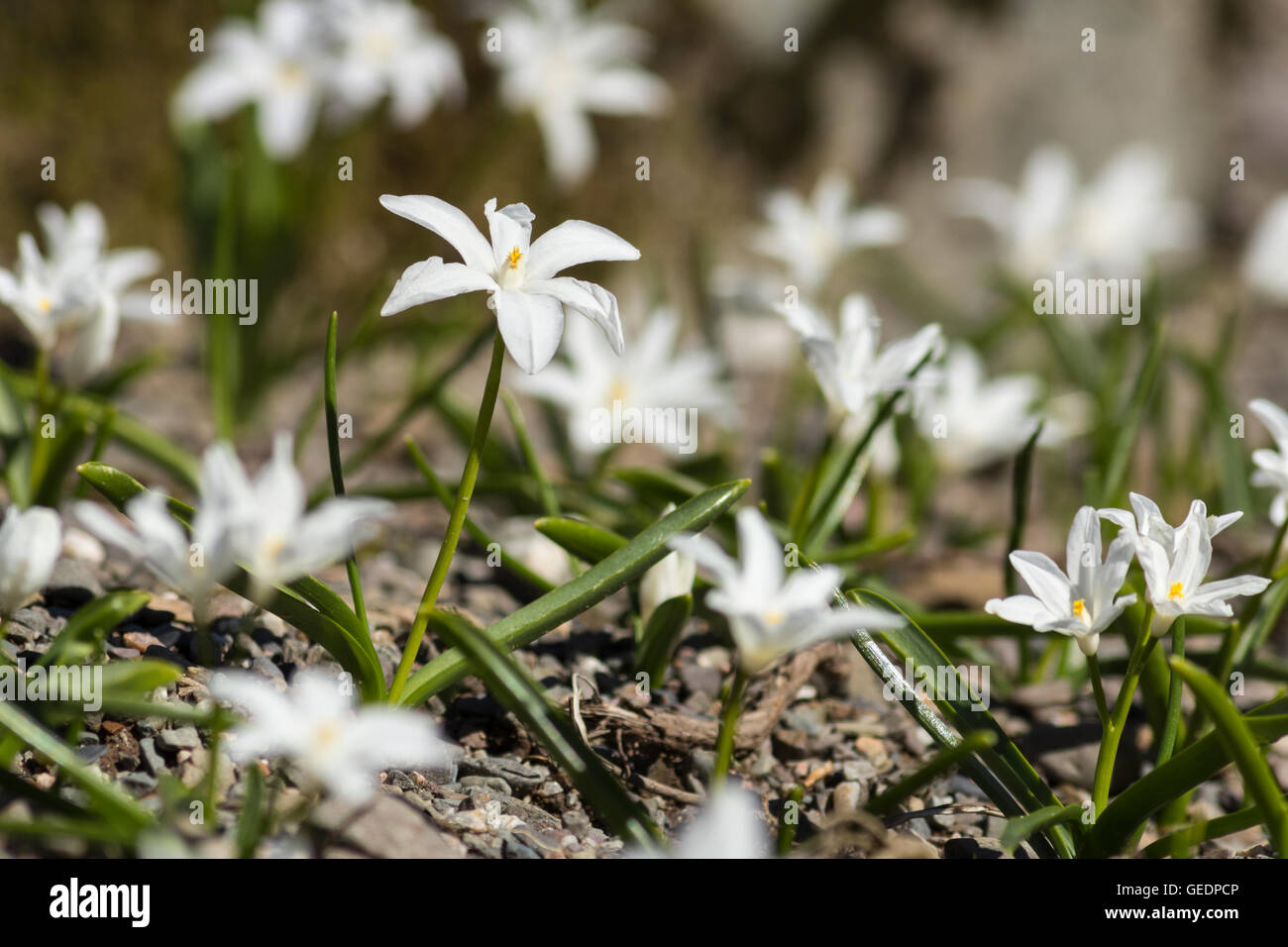 Chionodoxa luciliae alba Banque de photographies et d’images à haute ...