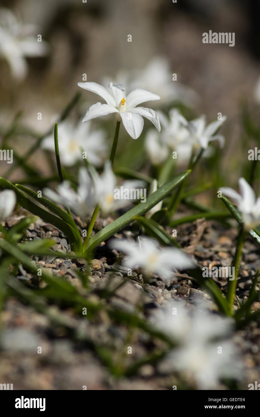 Chionodoxa luciliae alba Banque de photographies et d’images à haute ...