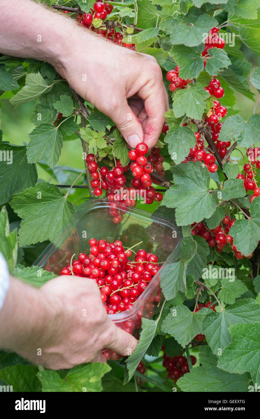 Homme qui cueille Banque de photographies et d’images à haute ...