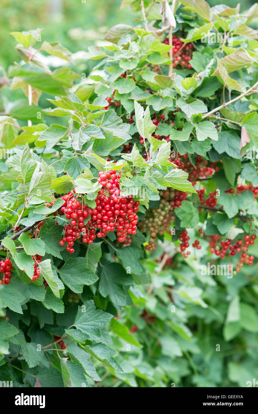 Groseilles sur le bush à un anglais Choisissez votre propre ferme Photo ...