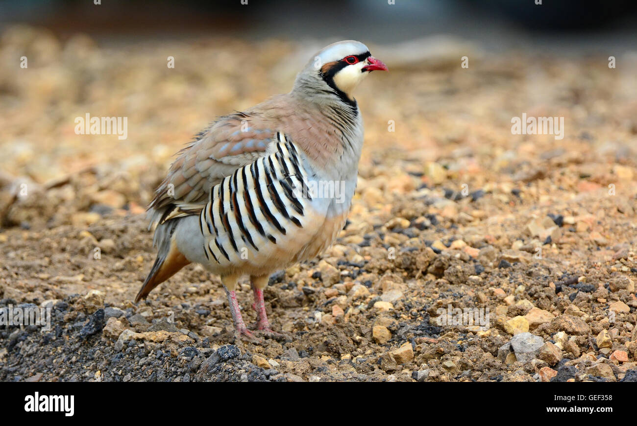 Chukar perdrix alectoris chukar adulte Banque de photographies et d ...