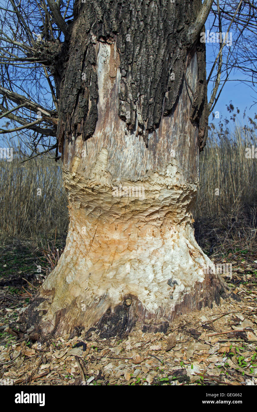 Marques de dents de castor Banque de photographies et d’images à haute ...