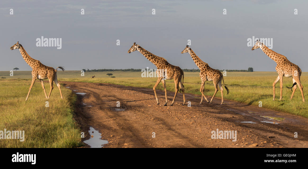 Quatre girafes traversant une route sur la savane dans le Masai Mara ...