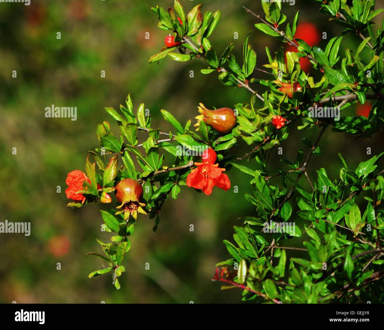 Succursale d'un grenadier à fleurs orange vif et les petits fruits ...