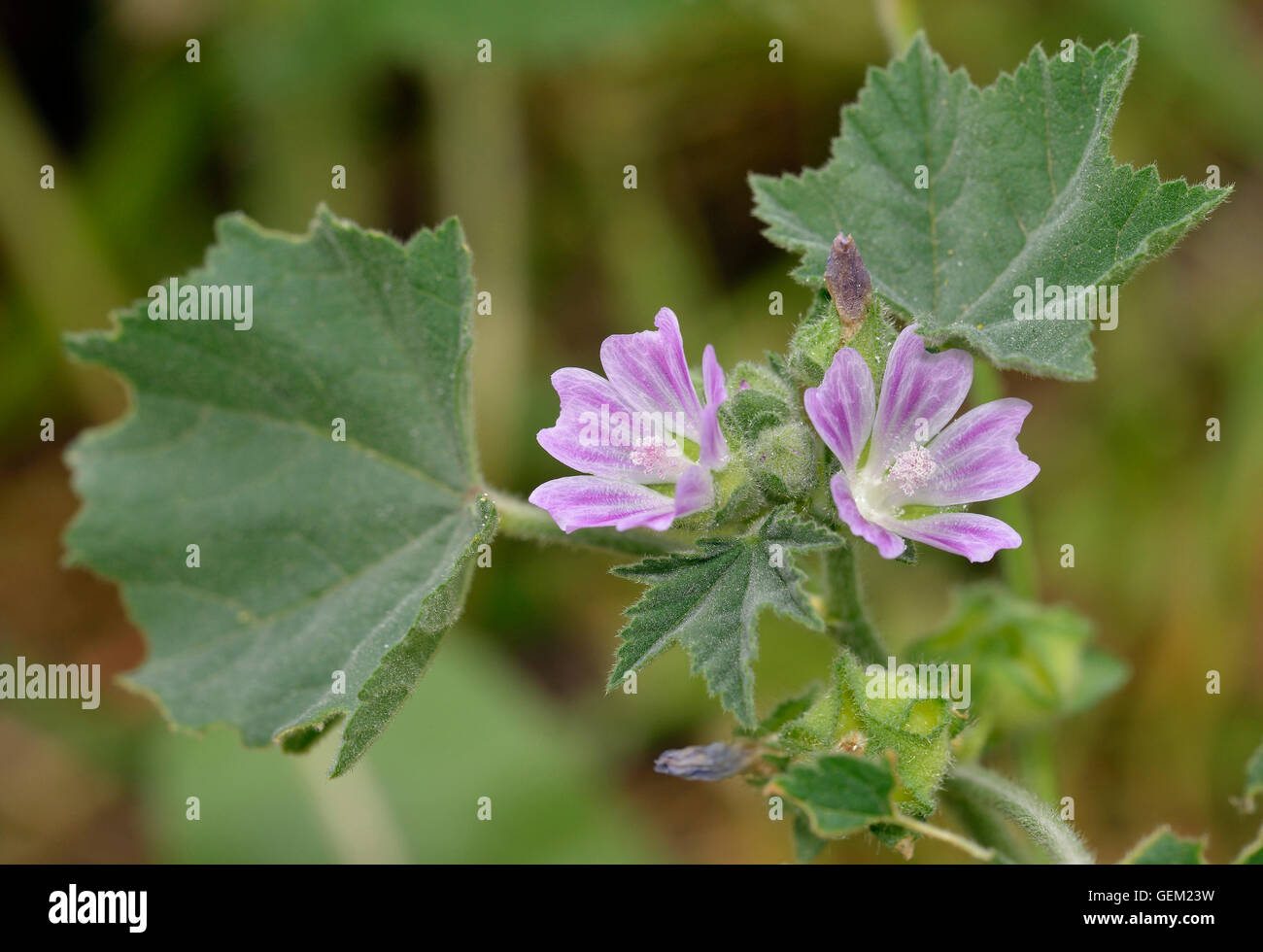 Malva nicaeensis Banque de photographies et d’images à haute résolution ...