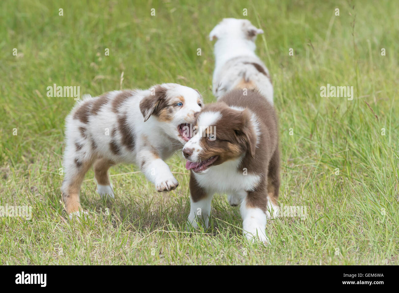 Chiots berger australien merle Banque de photographies et d’images à ...