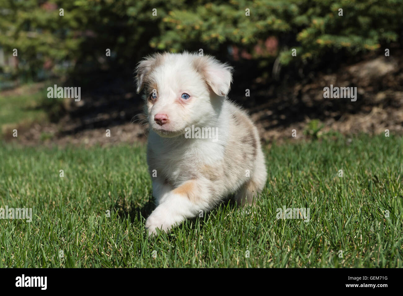 Berger australien merle Banque de photographies et d’images à haute ...