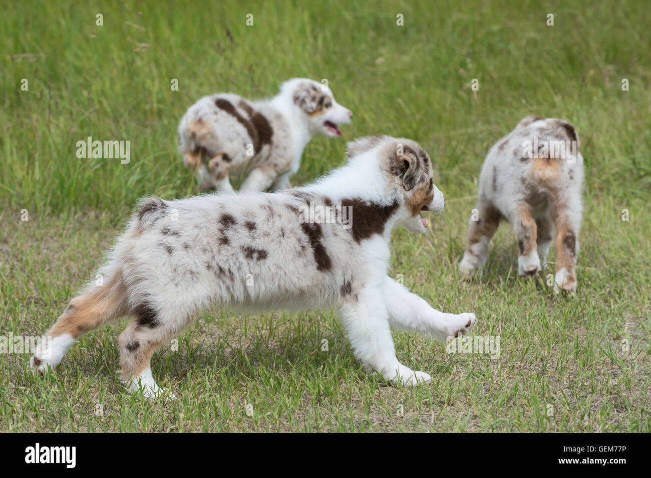 Neuf semaines berger australien rouge merle chiens, chiots, jouer Photo ...