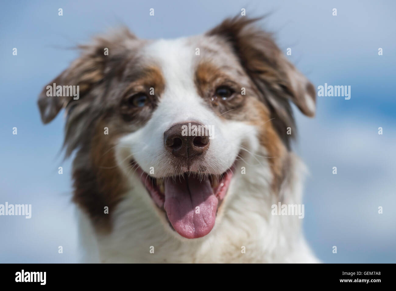 Chien de berger australien rouge merle, femme Photo Stock - Alamy