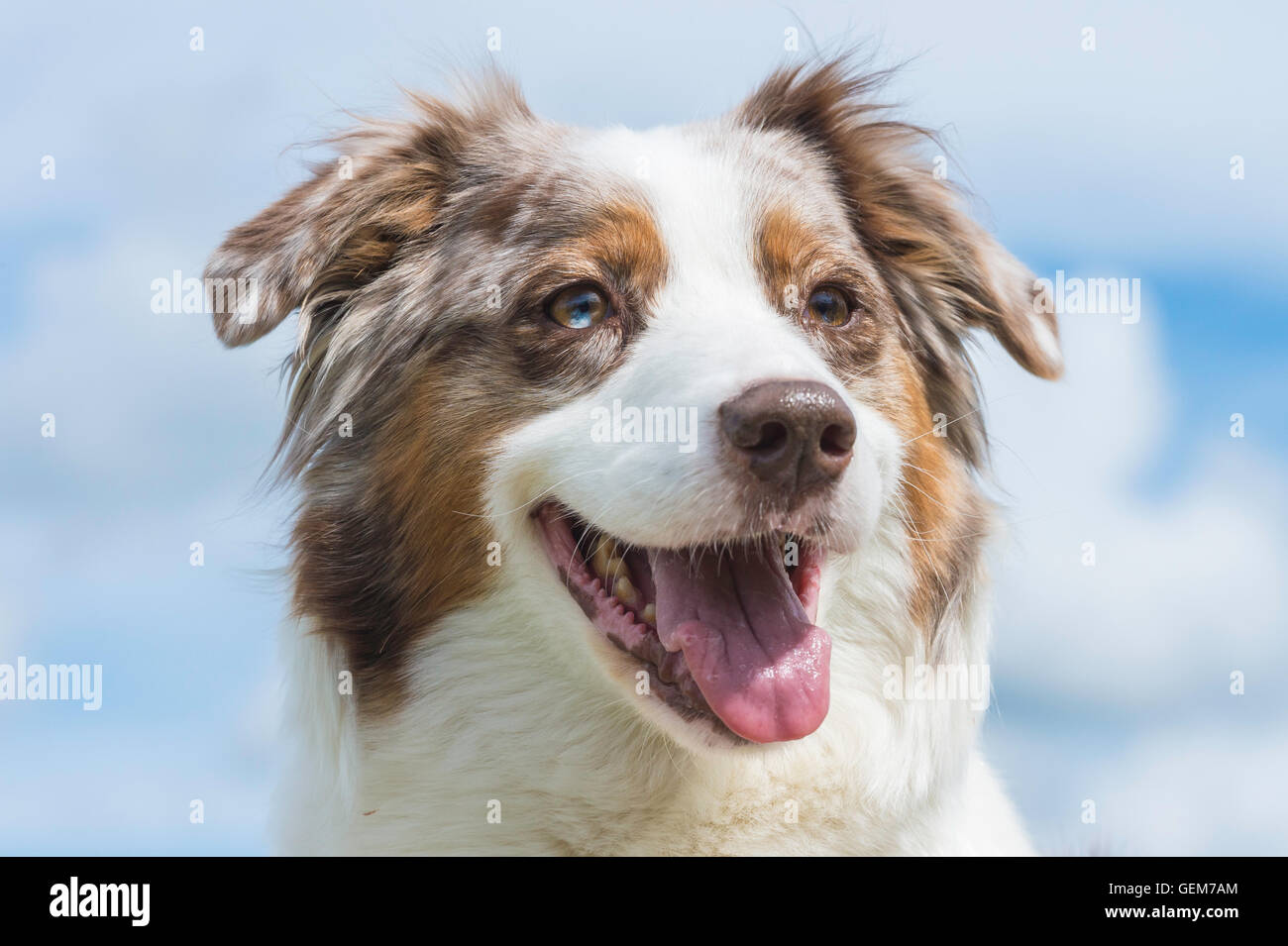 Chien berger australien rouge merle Banque de photographies et d’images ...