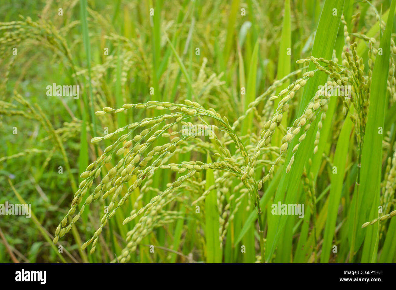 Paddy rice Banque de photographies et d’images à haute résolution - Alamy