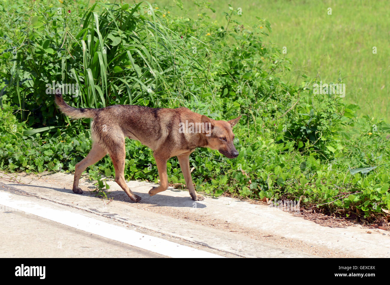 Chien de rue Banque de photographies et d’images à haute résolution - Alamy