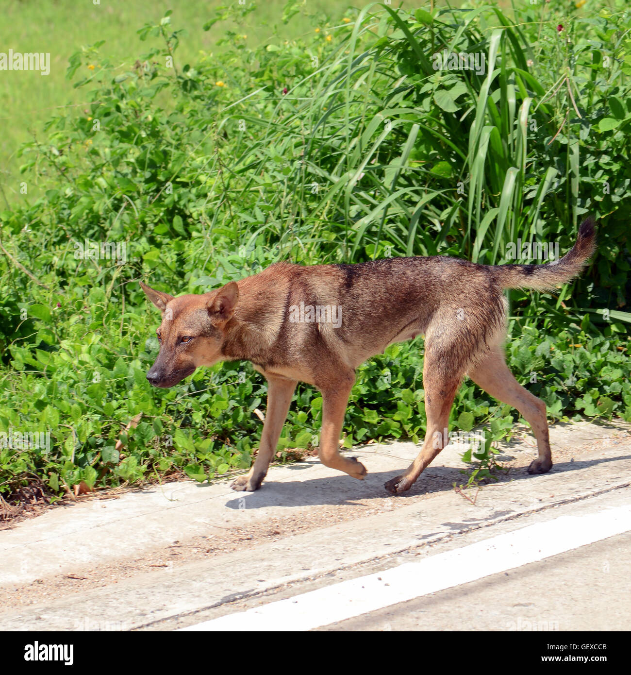 Chien de rue Banque de photographies et d’images à haute résolution - Alamy