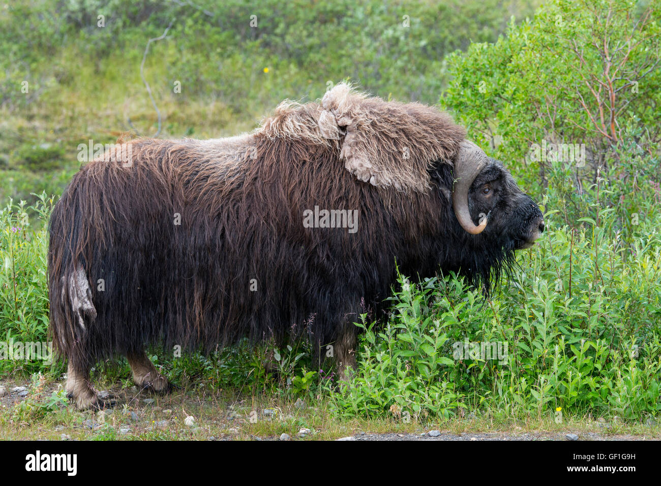 Bœufs musqués Banque de photographies et d’images à haute résolution ...
