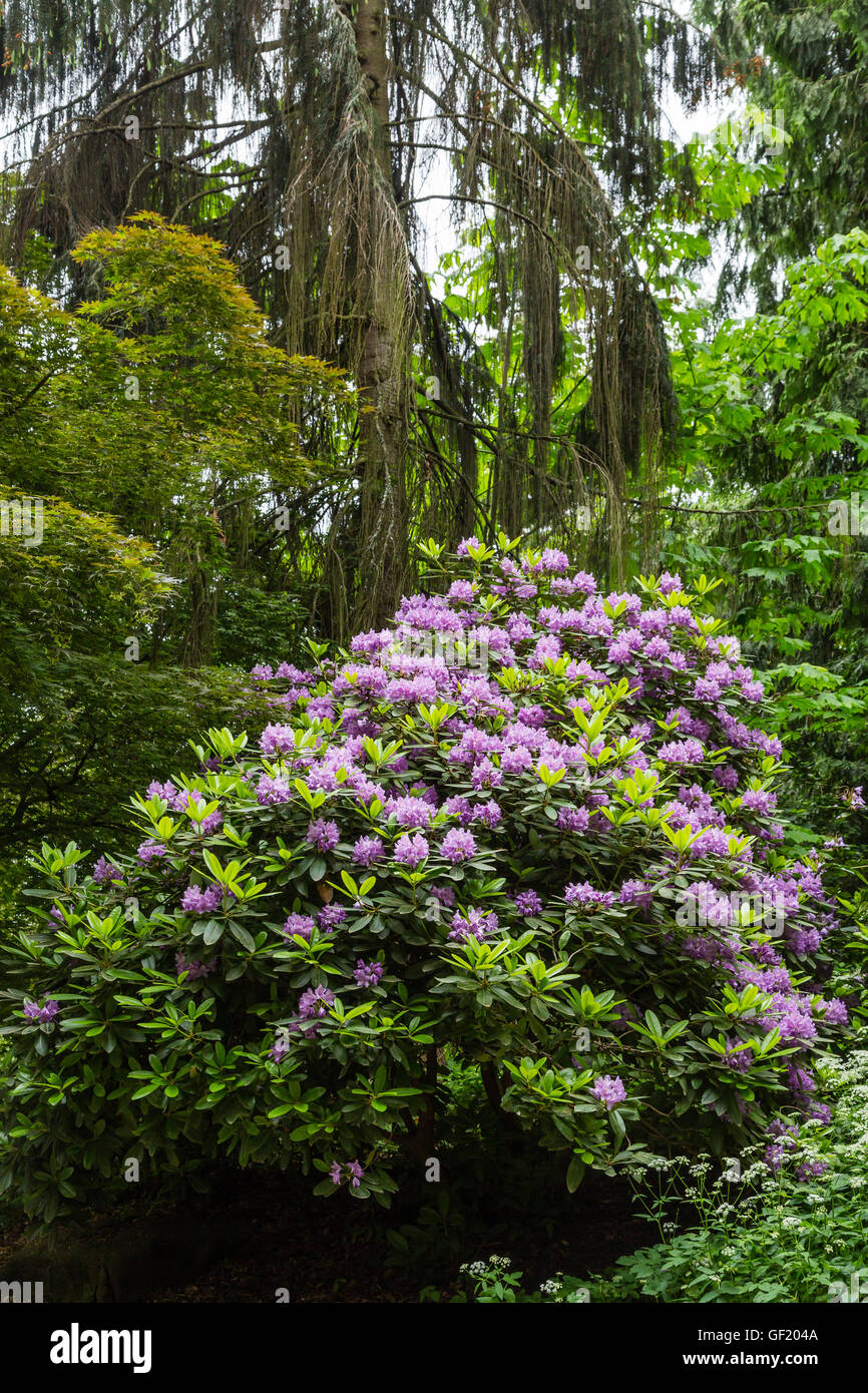 Rhododendron dans le jardin Banque de photographies et d’images à haute ...