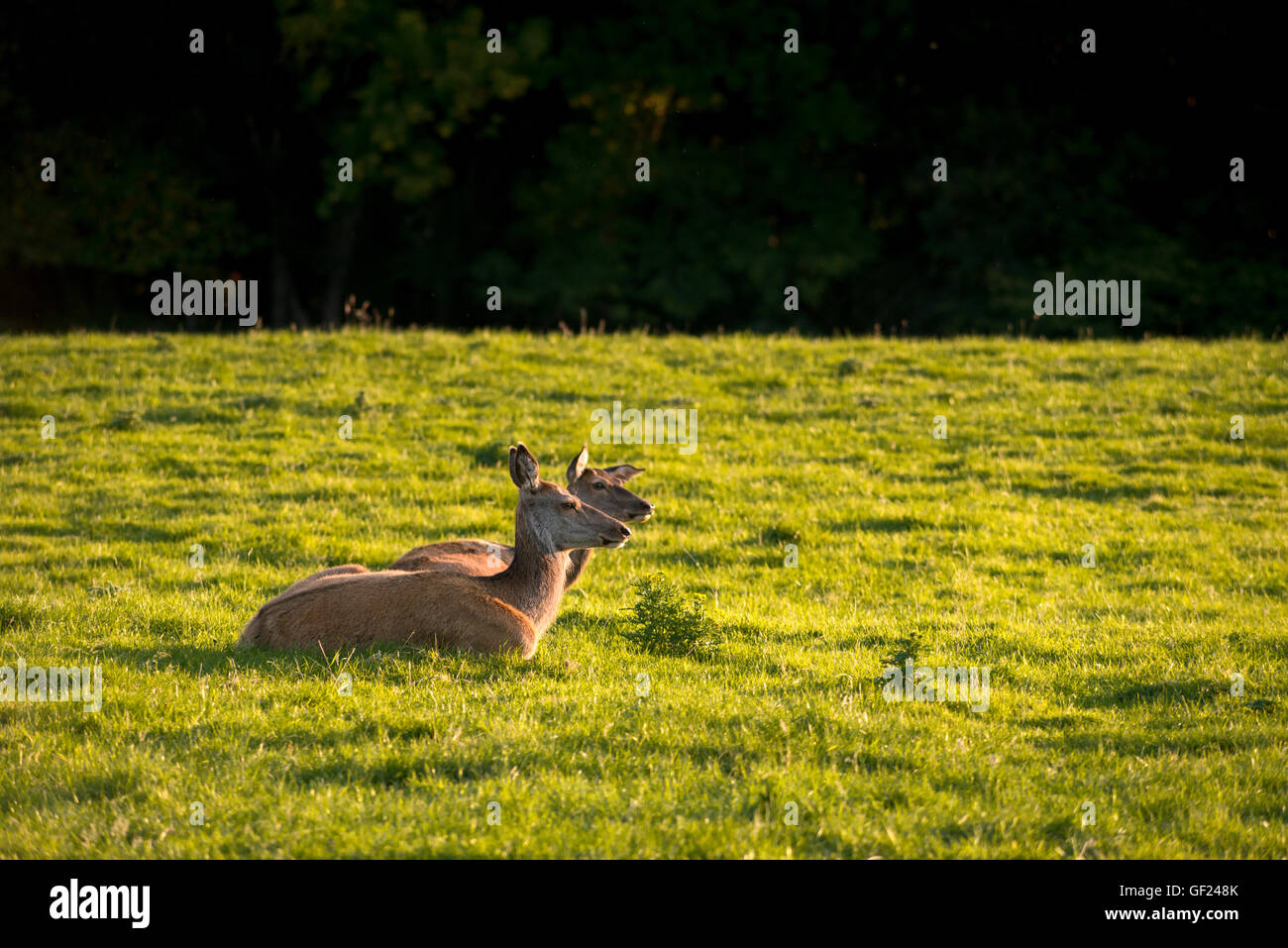 Chevreuil rut killarney Banque de photographies et d’images à haute ...