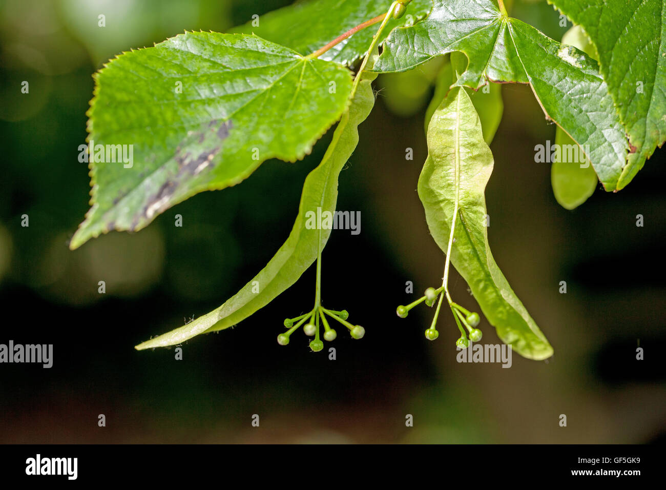 Tilleul à petites feuilles (Tilia cordata). Les fruits ailés encore ...