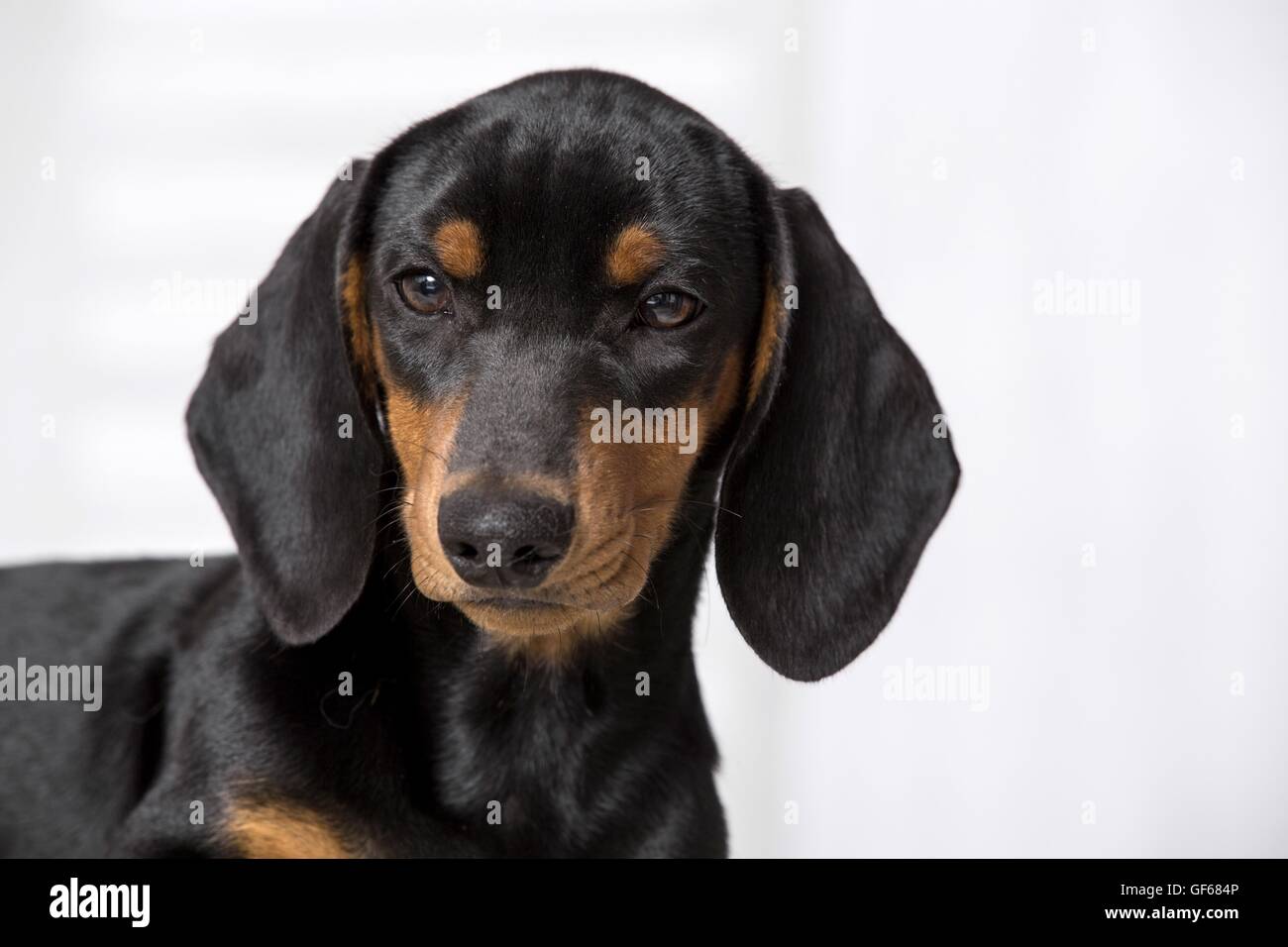 Chiot teckel Banque de photographies et d’images à haute résolution - Alamy