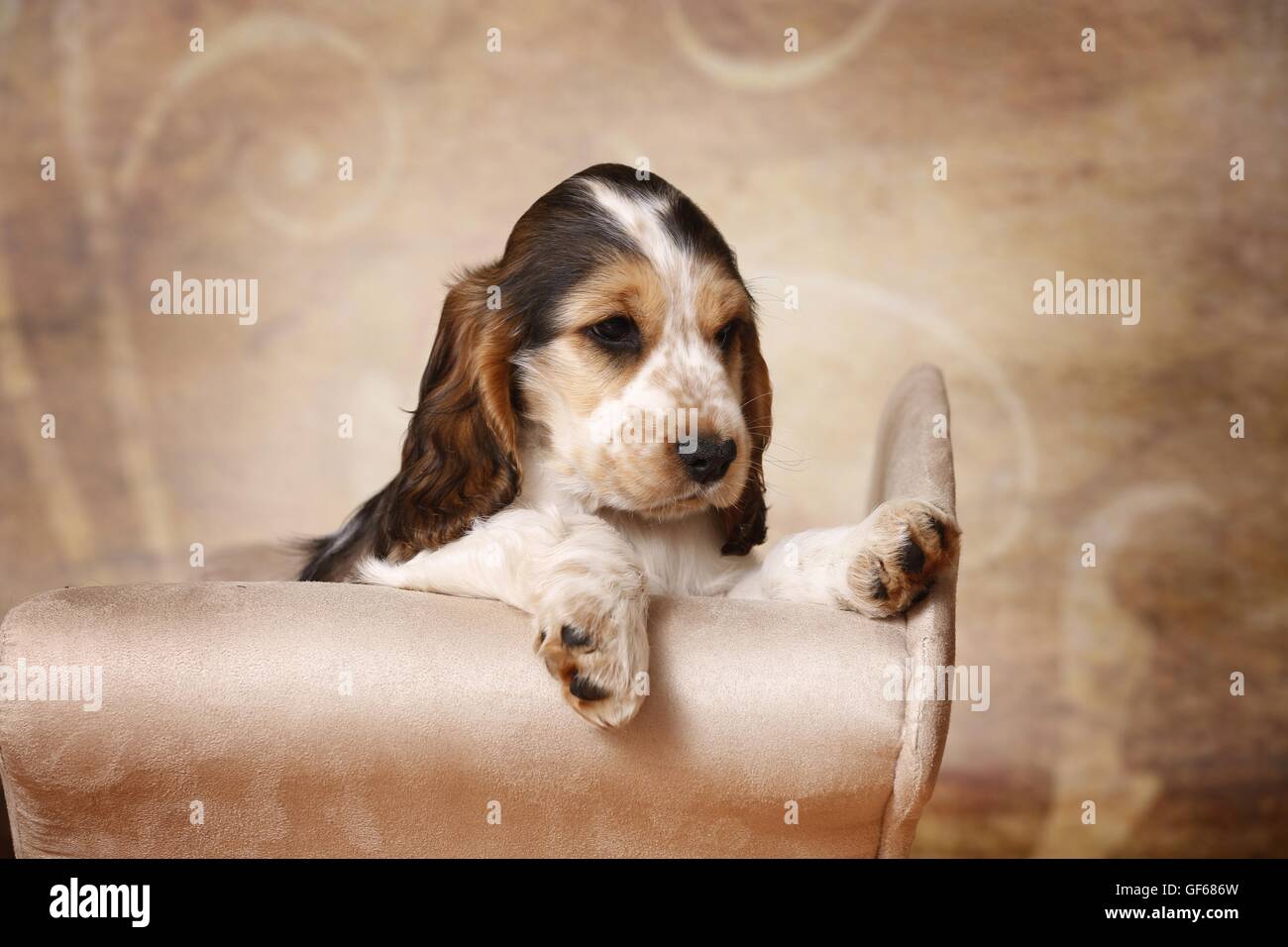 Mignon petit chien brun cocker spaniel Banque de photographies et d ...