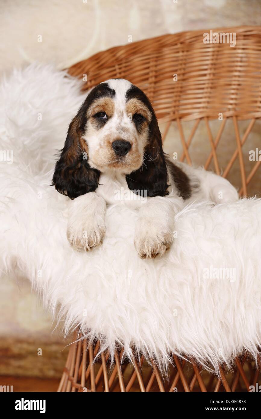 Cocker mignon Banque de photographies et d’images à haute résolution ...