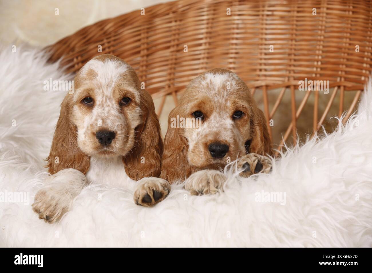 Cocker spaniel puppies Banque de photographies et d’images à haute ...