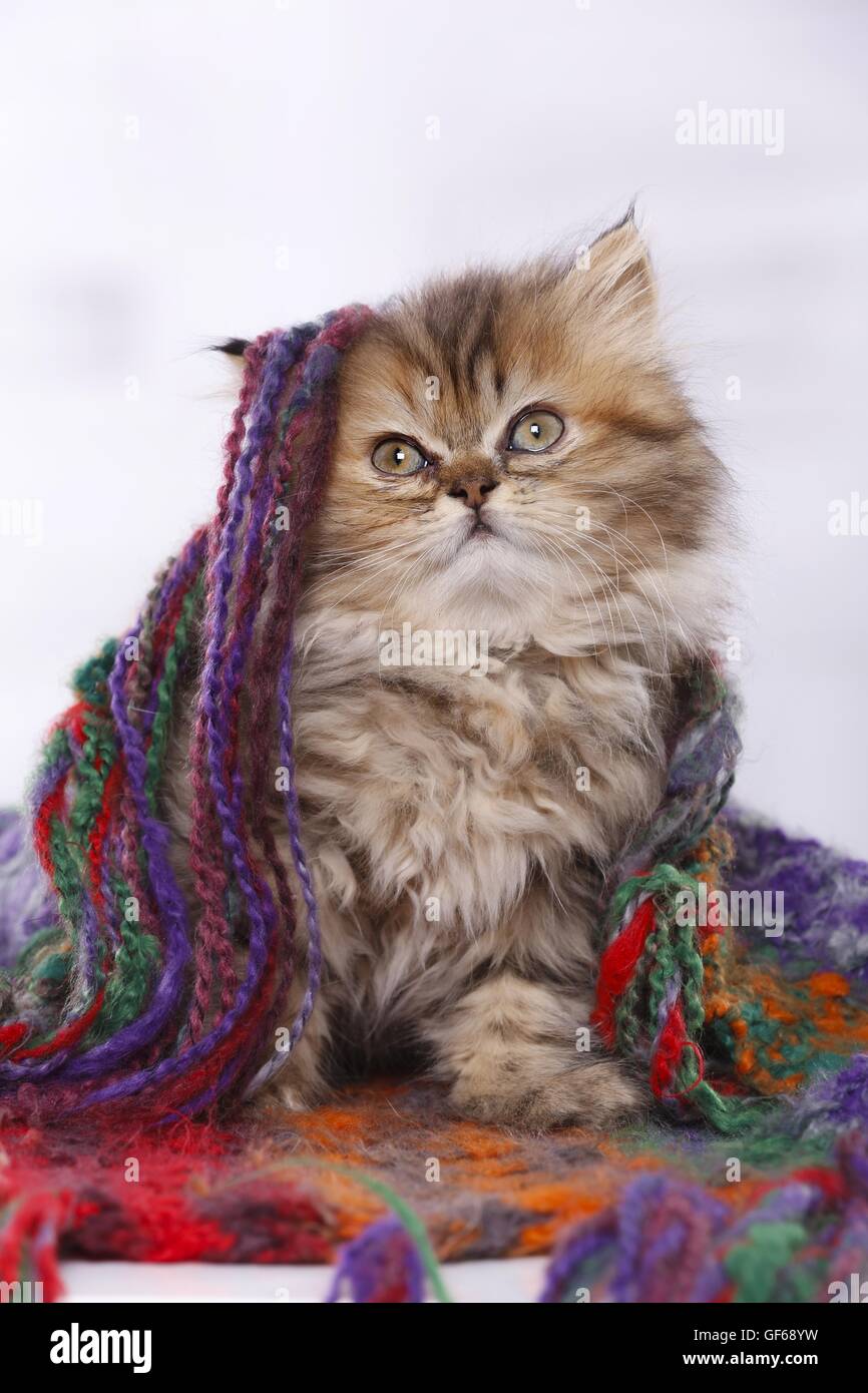 Chaton persan Banque de photographies et d’images à haute résolution ...