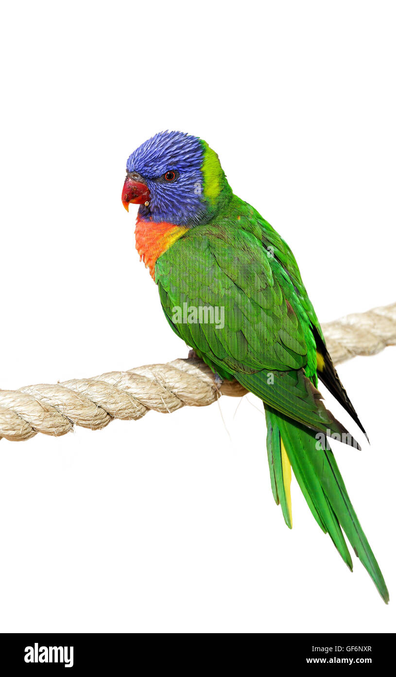 Oiseaux exotiques sur fond blanc Banque de photographies et d’images à haute résolution - Alamy