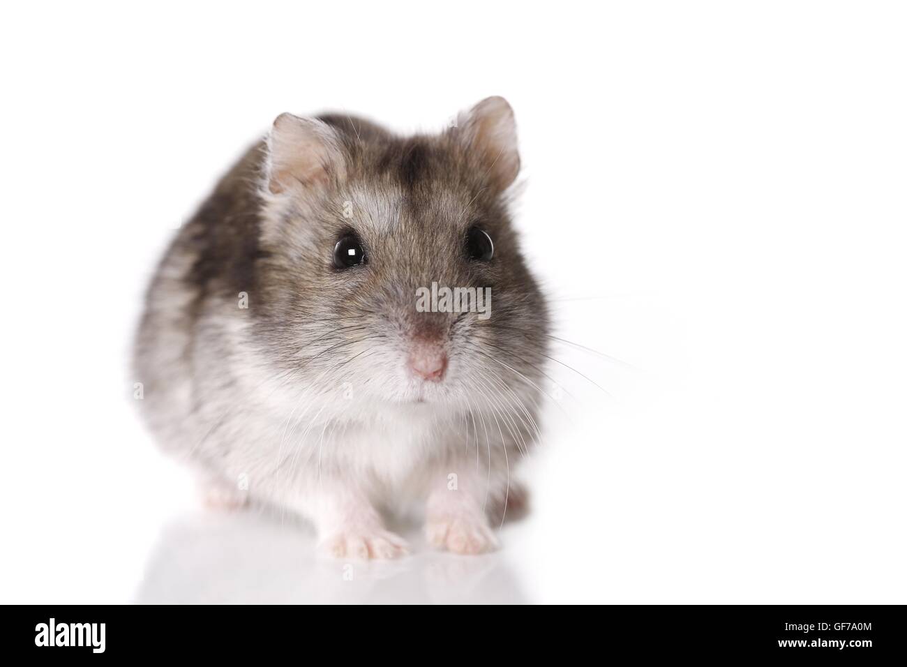 Hamster nain de Campbell sur fond blanc Photo Stock - Alamy