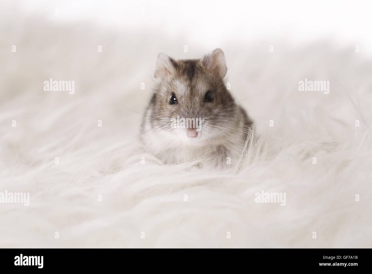 Phodopus de hamsters nains Banque de photographies et d’images à haute ...