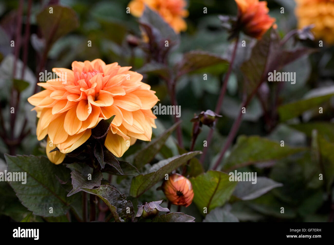 David Fleur Banque d'image et photos - Alamy